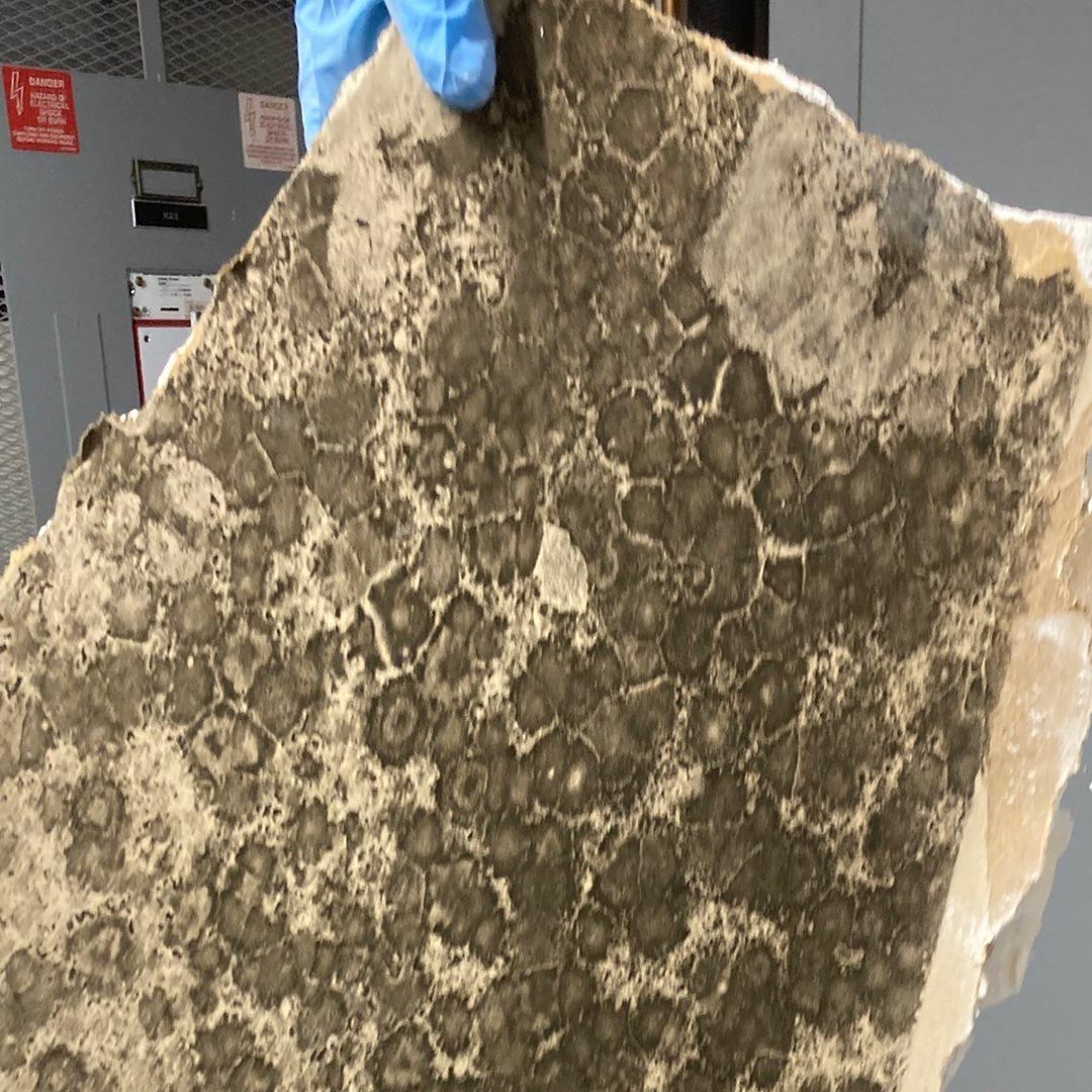 Mold Removal Kansas City MO, Mold Cleanup | Phoenix Restoration